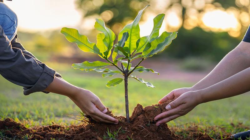 Environment Day 2025: Government Aims to Plant 10 Crore Trees from June ...