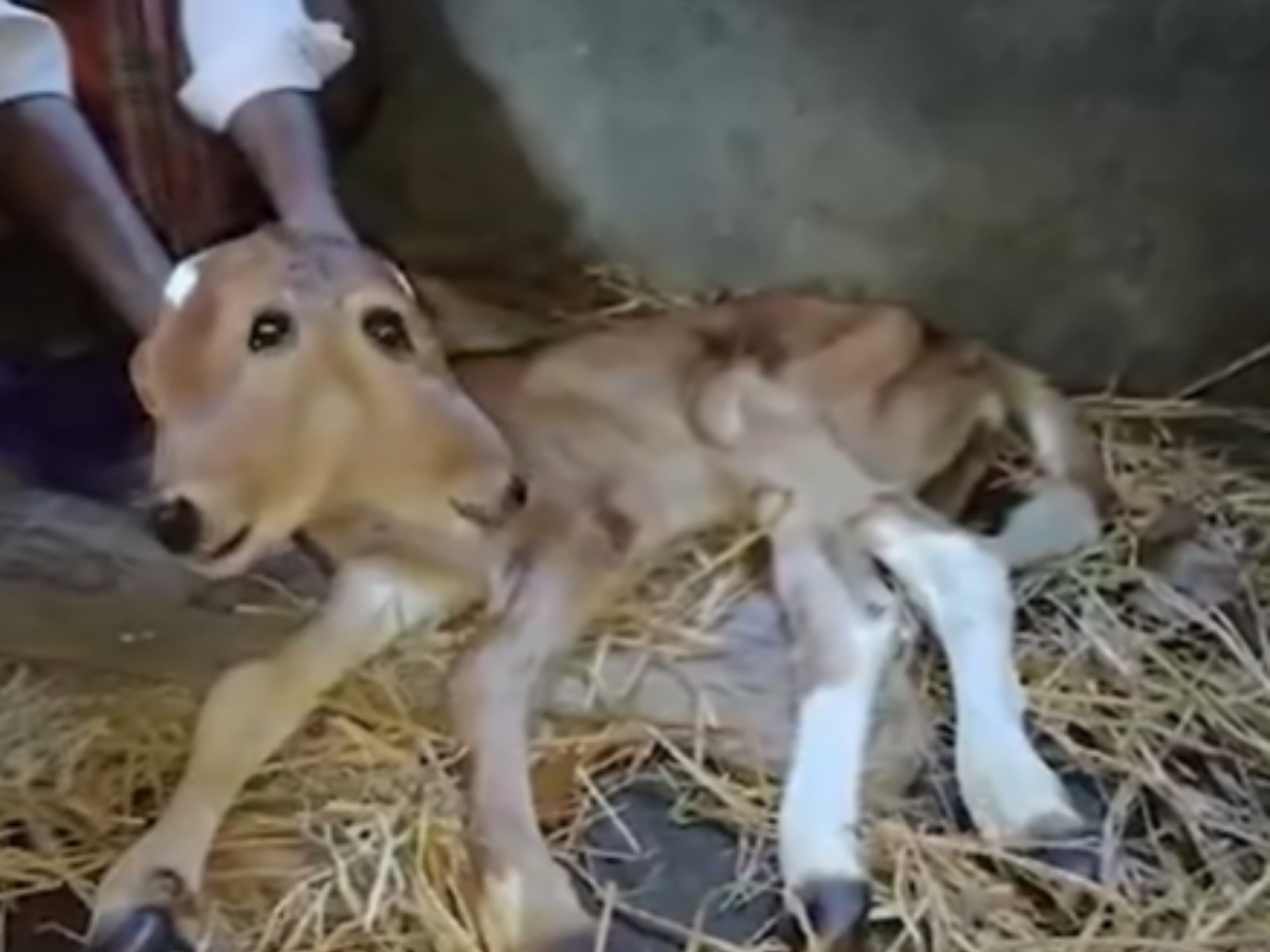 Karnataka: Two-Headed Calf Born in Kinnigoli, Mangaluru Amaze Netizens; Videos Go Viral - www ...
