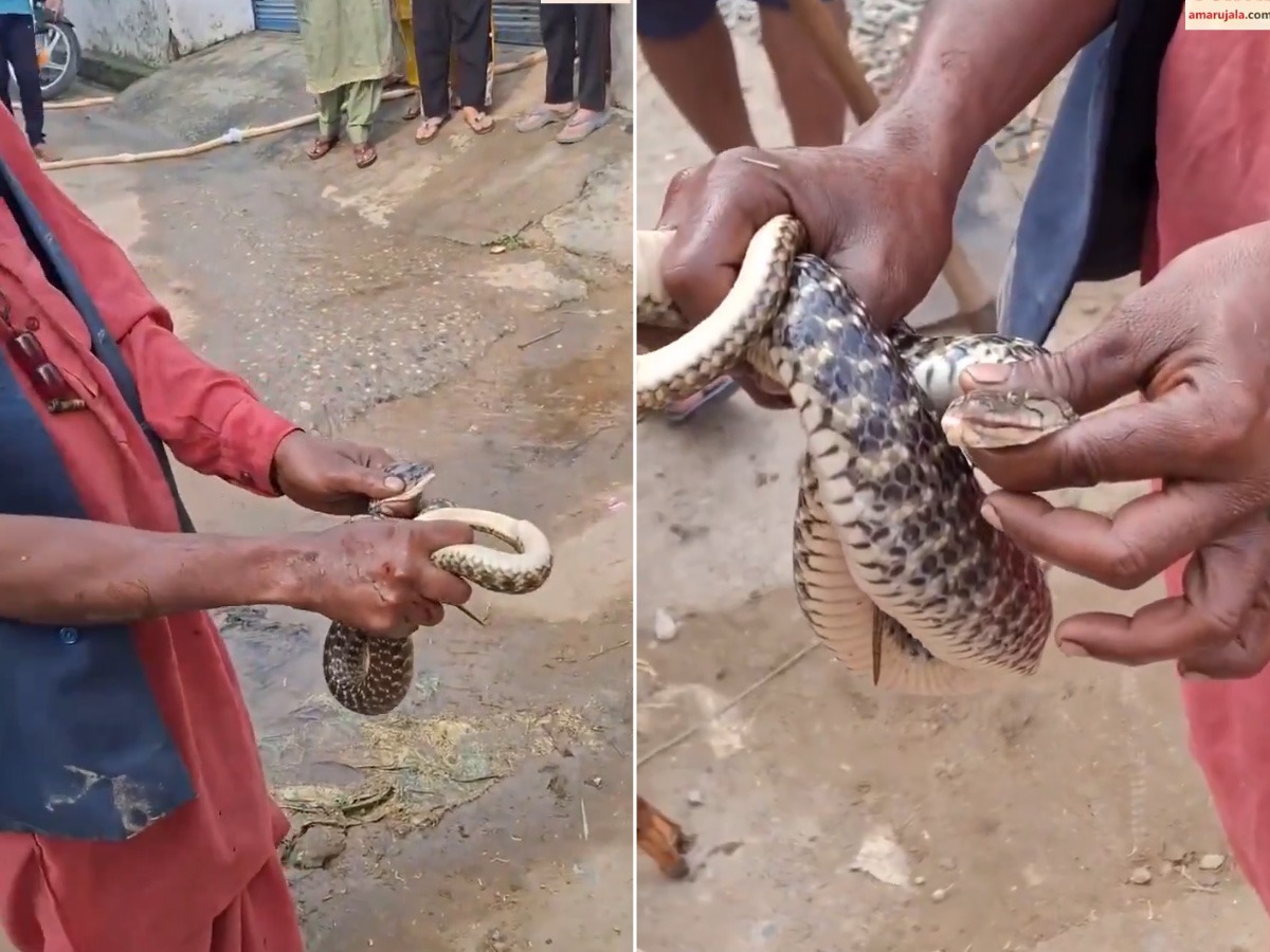 UP Snake Mystery: Reptile Bites Man Five Times in Five Days in ...