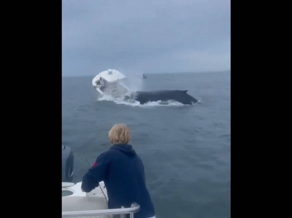 US: Whale Topples Boat, Throws Fishermen Into Sea Off New Hampshire ...