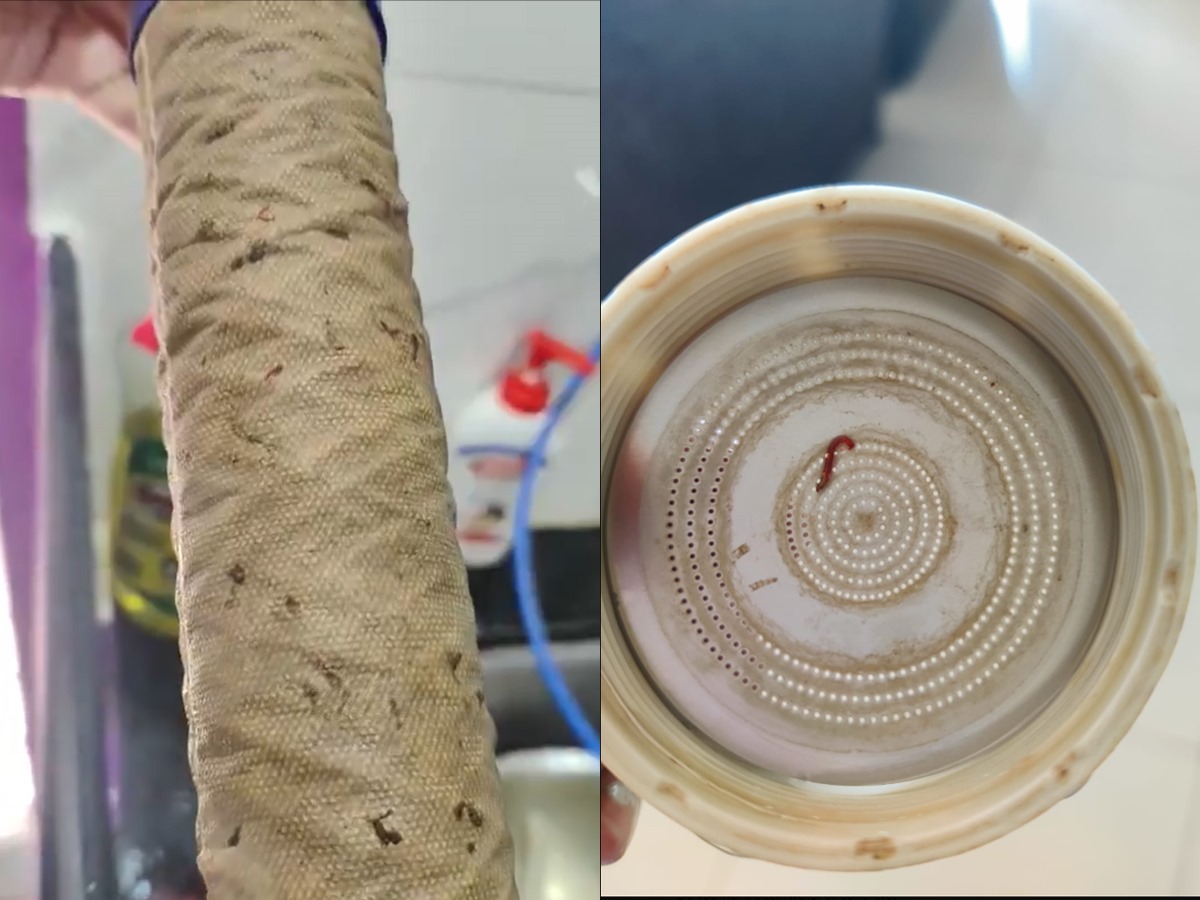 Worms Found in Drinking Water: Pune Resident Witnesses Mosquito Larvae ...