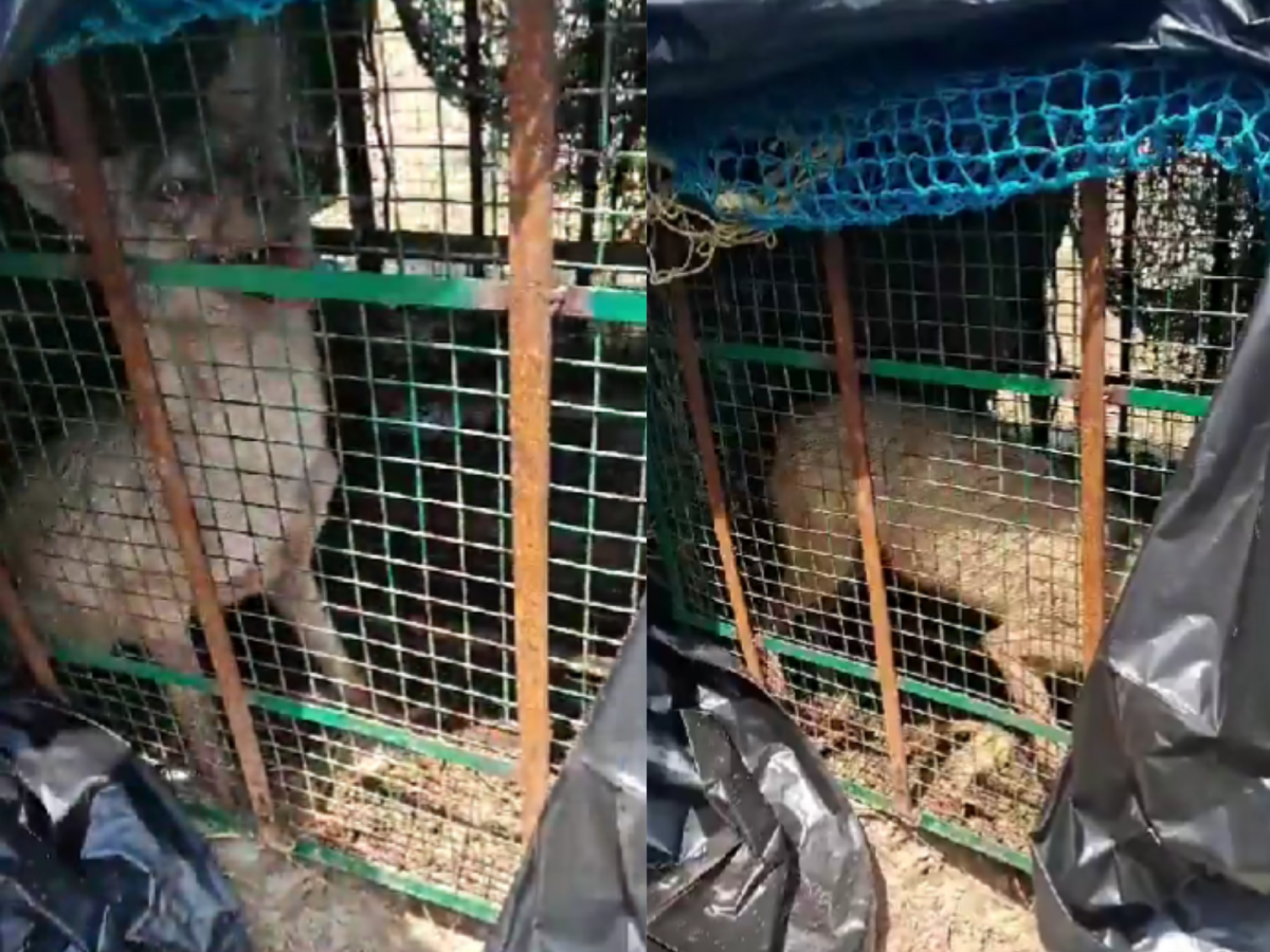 Wolf Attack in Bahraich: Forest Department Captures Deadly Predator ...