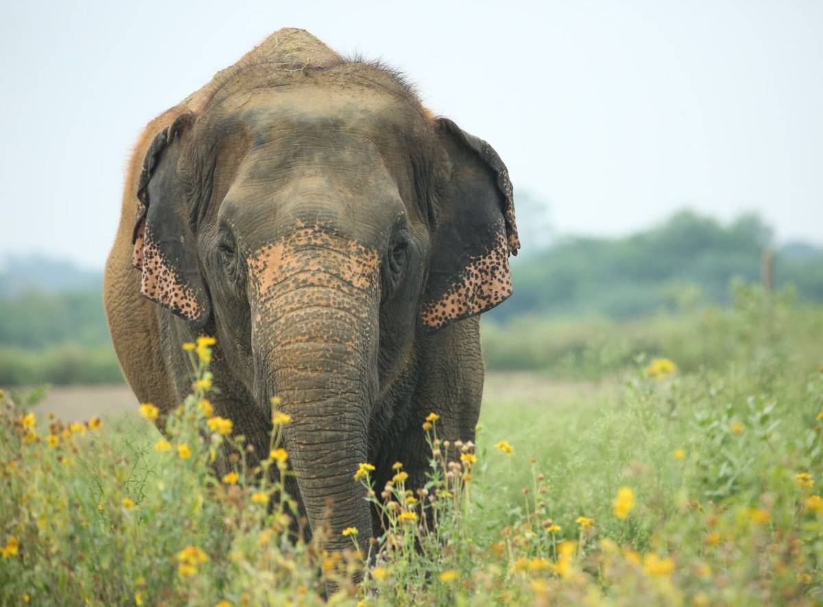 World Elephant Day 2024: Elephants Linked to India’s Culture, History ...