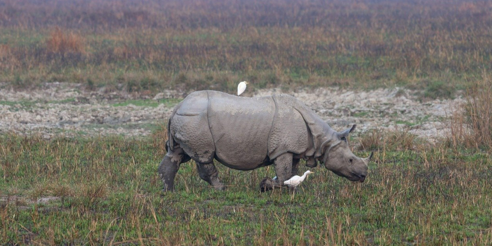 World Rhino Day 2024: Reiterate Our Commitment To Protect One of Our ...