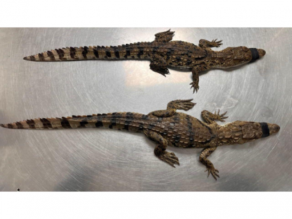 Mumbai: Two Baby Marsh Crocodiles Rescued From Water Treatment Plant ...