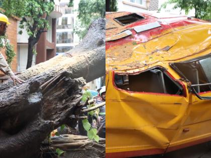 Mumbai Tree Fall Tragedy: BMC Had Warned of Damaged Tree Roots on ...