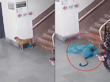 Leopard Attack in Mumbai: Big Cat Enters IIT-Bombay Powai Campus, Kills ...