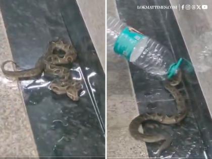 Mumbai Metro Line 3: Highly Venomous Russell’s Viper Found in BKC ...