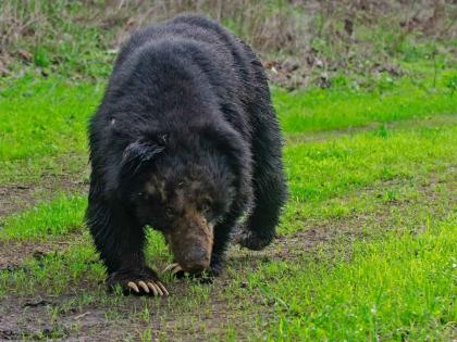Maharashtra: 13-Year-Old Boy Serious Injured After Sloth Bear Attack in ...