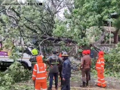 Thane Tree Collapse: 52-Year-Old Man Injured, 11 Vehicles Damaged Near ...