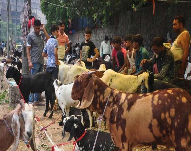 Maharashtra : 6 goats worth 1.20 lakh for Bakrid celebrations ...