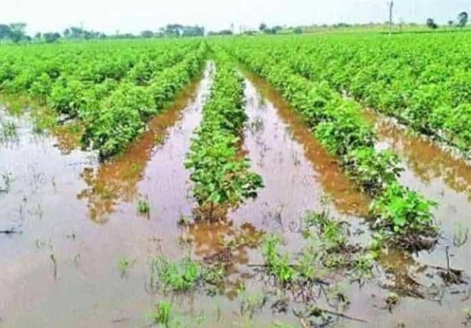 Unseasonal Rain and Hailstorms Cause Wheat and Gram Crop Damage in Maharashtra's Vidarbha Region ...