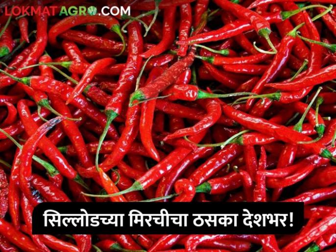 Ch. Sambhajinagar: Chilli from Sillod District to Be Inspected for GI ...