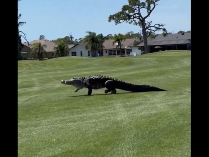 WATCH: Dinosaur-Sized Alligator Spotted at Golf Course in Florida - www ...
