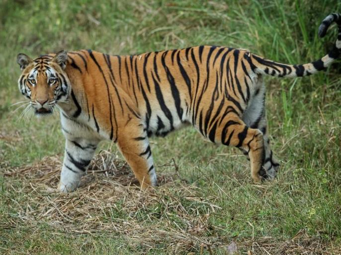 Landmark Alert! Tiger spotted at record high elevation of 3,640m in ...