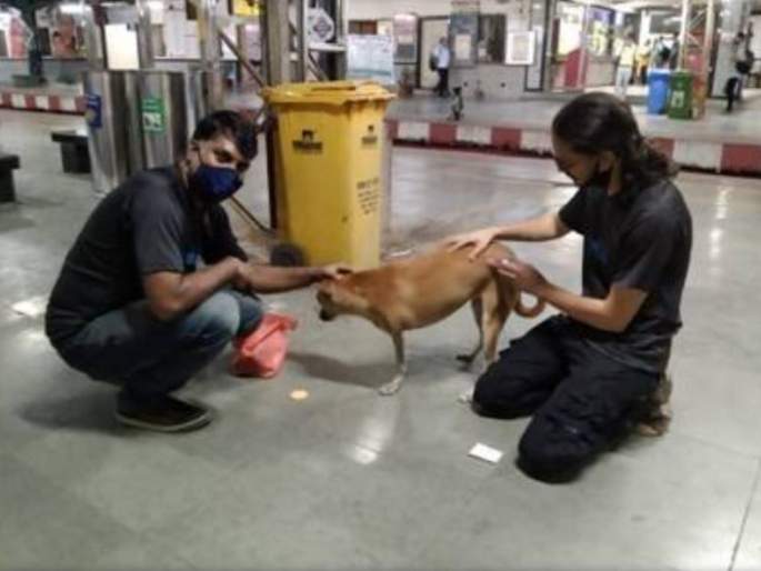 Stray dogs at Mumbai railway stations receive anti-rabies vaccination ...