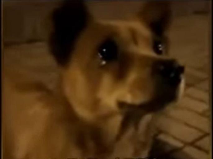 Viral Video! Heart melting video of dog 'crying' after a stranger feeds ...