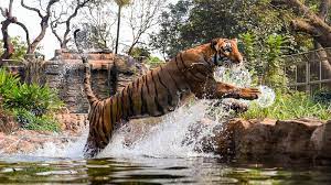 Mumbai: Byculla zoo makes special arrangements to protect animals from ...