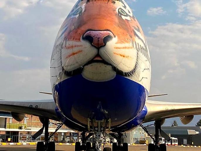 Special customised tiger-faced plane lands in Namibia to bring cheetahs ...