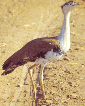 On the verge of extinction– The Bustards - www.lokmattimes.com
