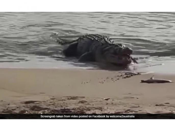 Viral Video! Crocodile emerges out of sea to eat Shark, video goes ...