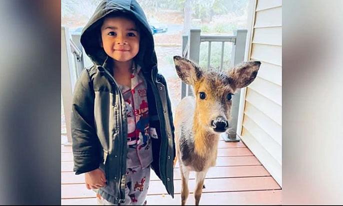 4-year-old brings home baby deer after venturing in the woods for ...