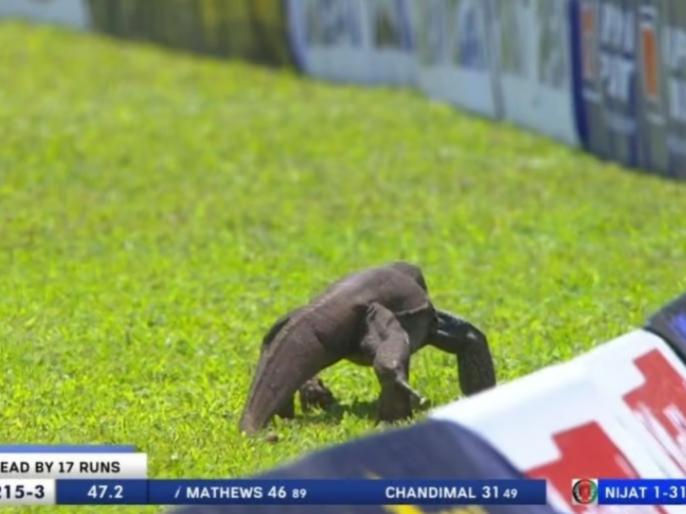 Lizard on Ground: Monitor Lizard Interrupts Sri Lanka vs Afghanistan ...