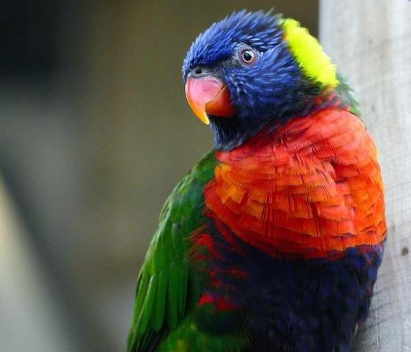 Parrot Fever Outbreak: Know All About The Deadly Respiratory Infection ...