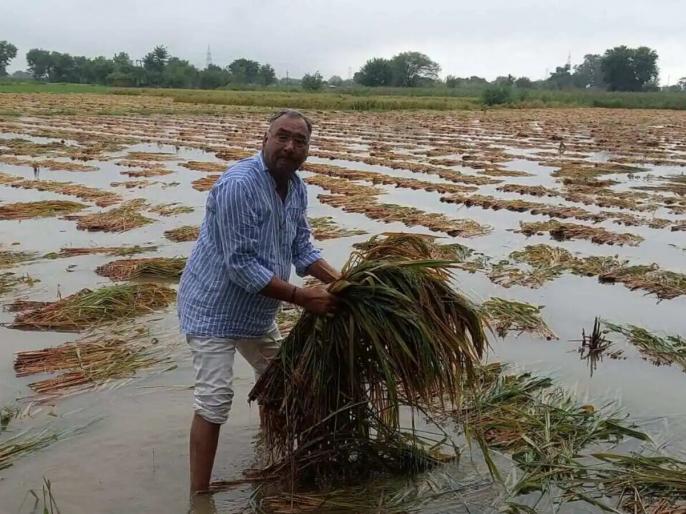 Nanded: Crops on 13,000 hectares in 176 villages affected by rain in ...