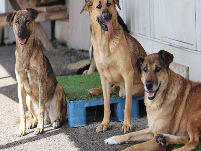 Antirabies Vaccine Drive in Mumbai: 26,951 Stray Dogs Receive Vaccine ...