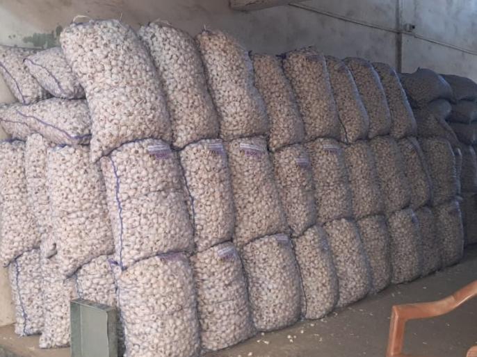 Garlic Prices Plunge: Relief for Homemakers as Costs Drop from Rs 450 ...