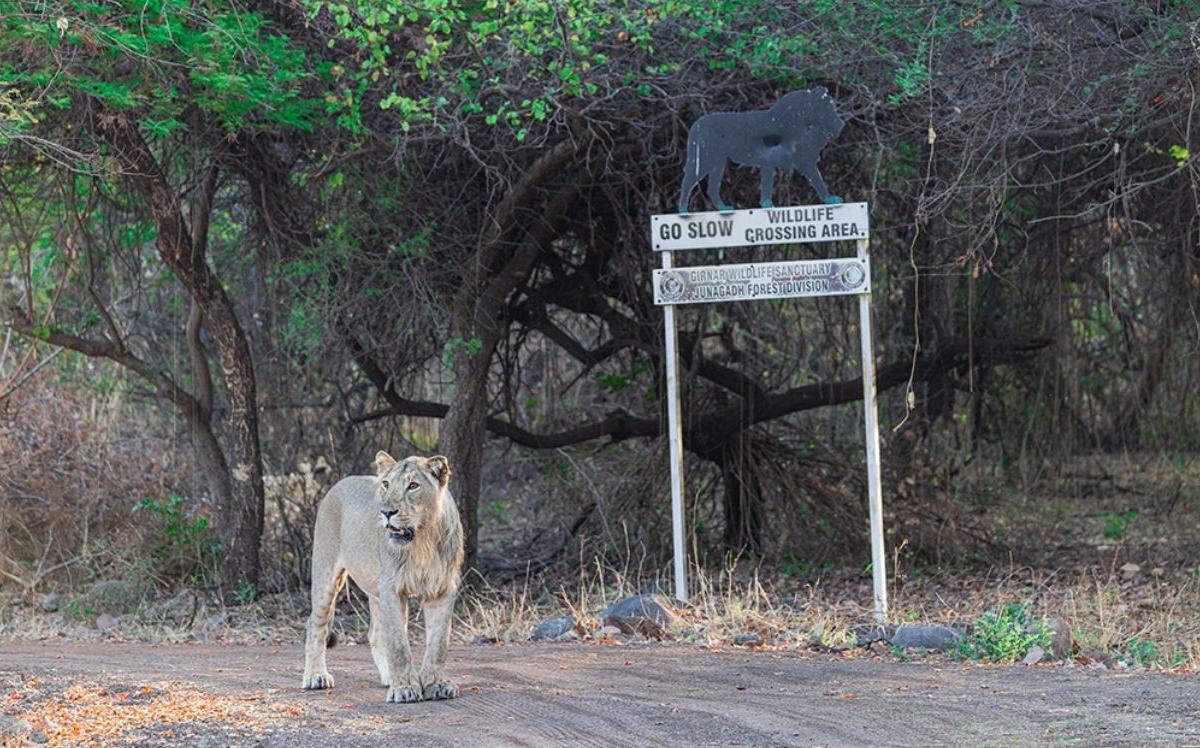 Responsible Driving in Animal Crossing Zones: A Lesson from the Asiatic ...