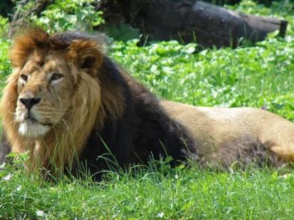 गुजरात में एशियाई शेरों के 8 शावकों की मौत, वन मंत्री अर्जुन मोढवाडिया ...