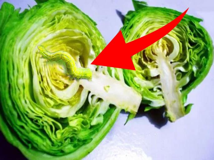 Beware! These foods contain Tapeworm | www.lokmattimes.com