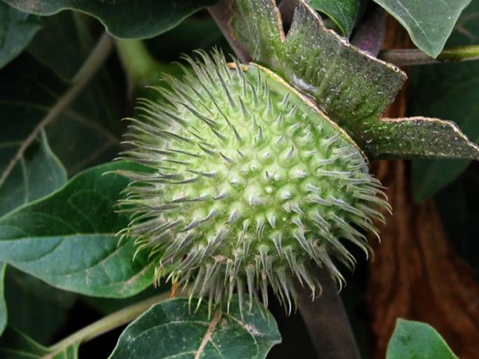 Health Benefits Of Using Dhatura: To Get Rid From Baldness, Arthritis ...