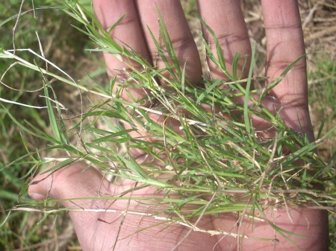 यह भी पढ़ें: रोजाना सिर्फ 5-6 भीगे बादाम खाइए और फिर देखिए कमाल