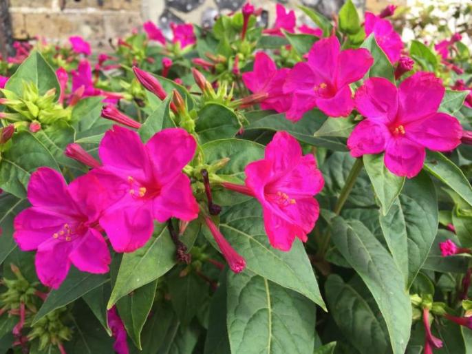 marvel of peru plant health benefits is used for Constipation piles and ...