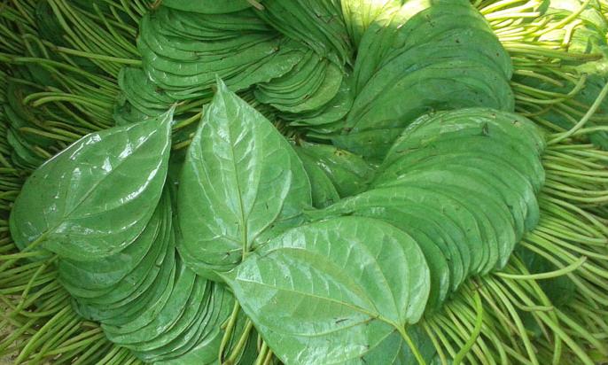 health tips: betel leaf or paan ke patte health benefits to get rid ...